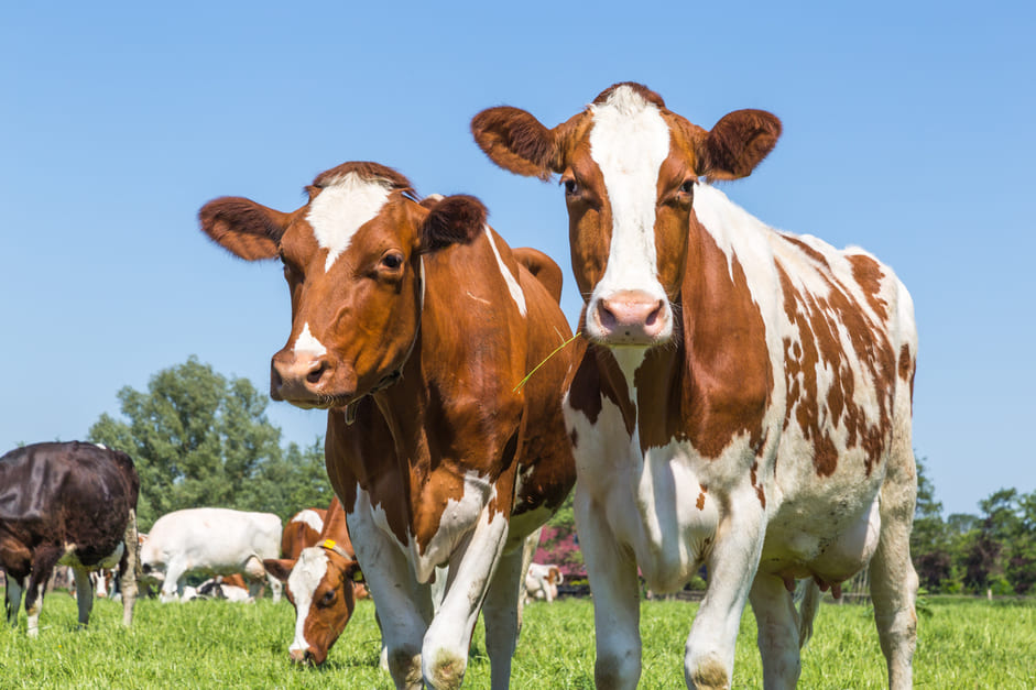Why livestock farming is vital to economy and society